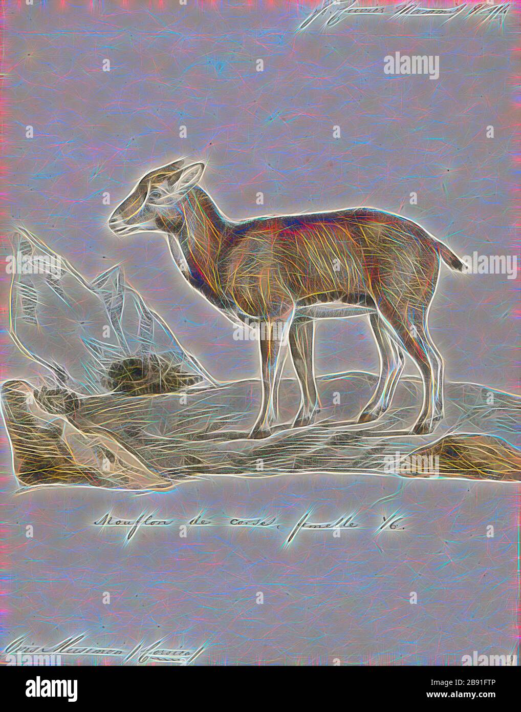 Ovis musimon, Print, The mouflon (Ovis orientalis orientalis group) is ...