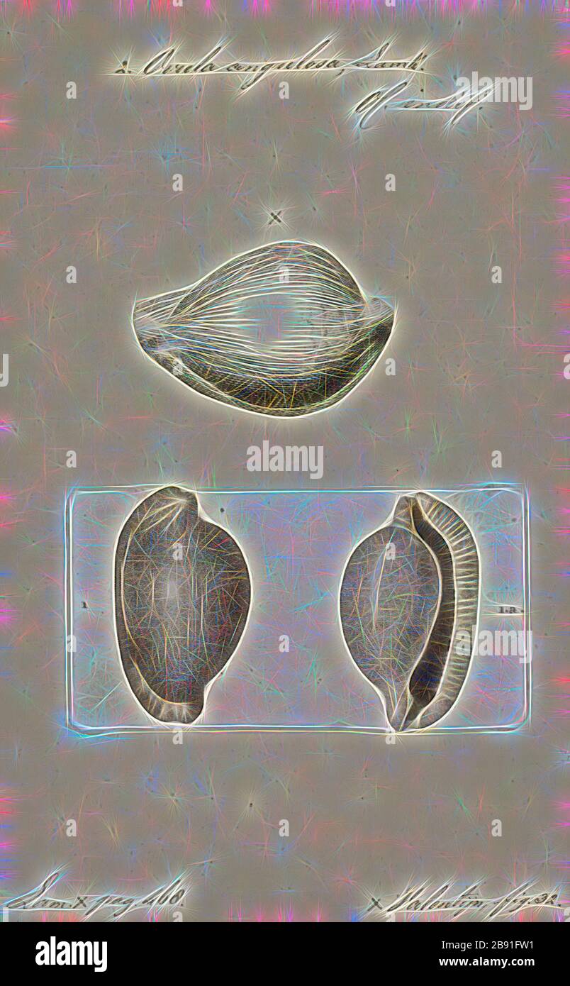 Ovula angulosa, Print, Ovula is a genus of sea snails, marine gastropod ...