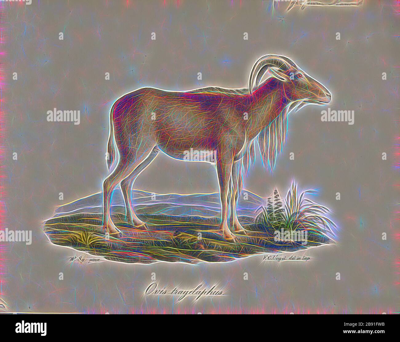 Caprinae subfamily hi-res stock photography and images - Alamy