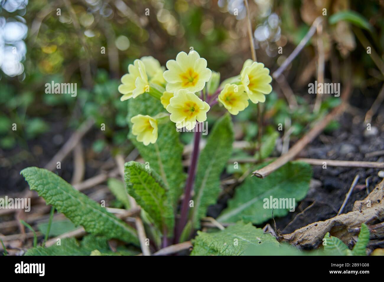 Cowslip pot hi-res stock photography and images - Alamy