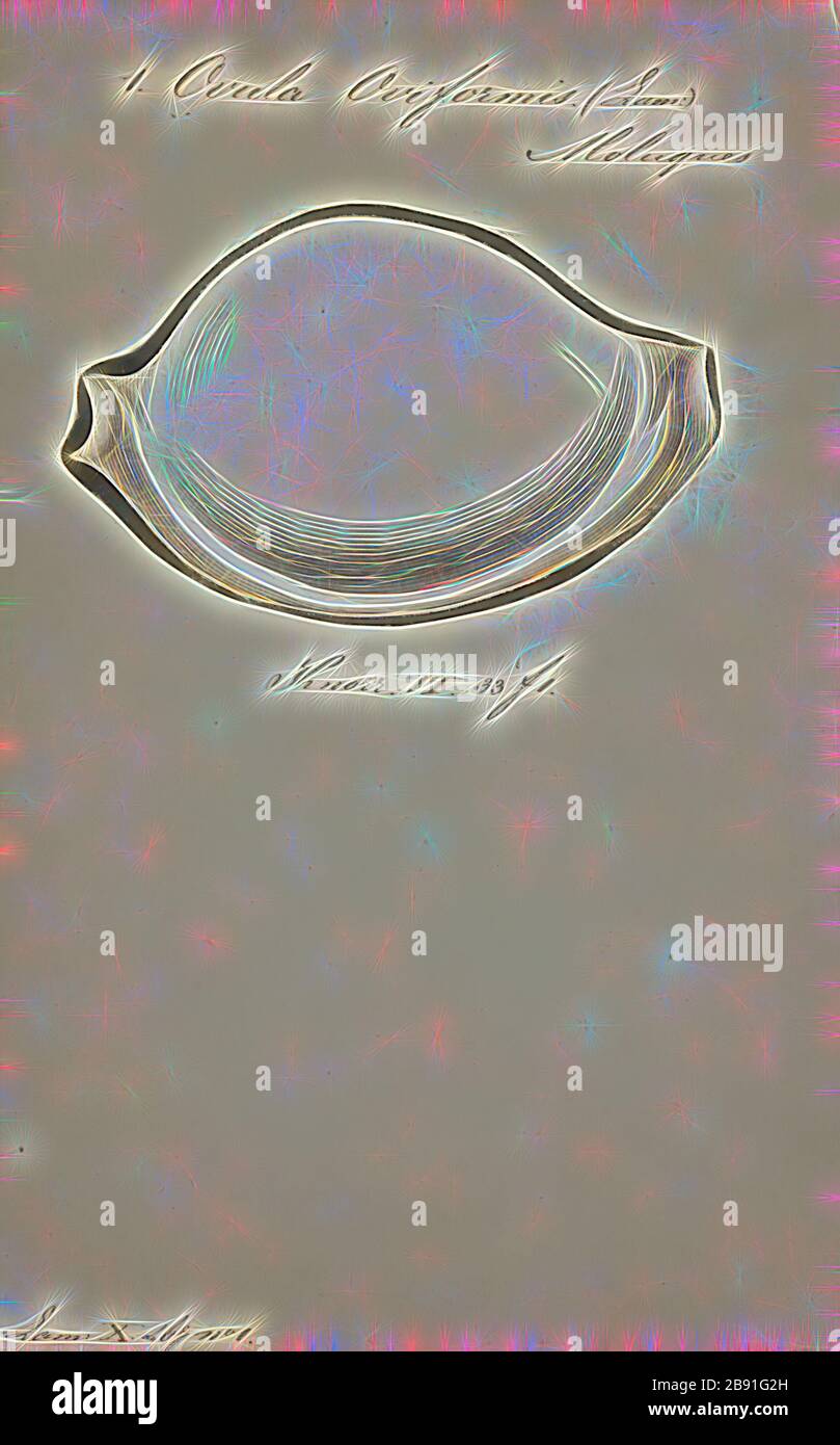 Ovula oviformis, Print, Ovula is a genus of sea snails, marine ...