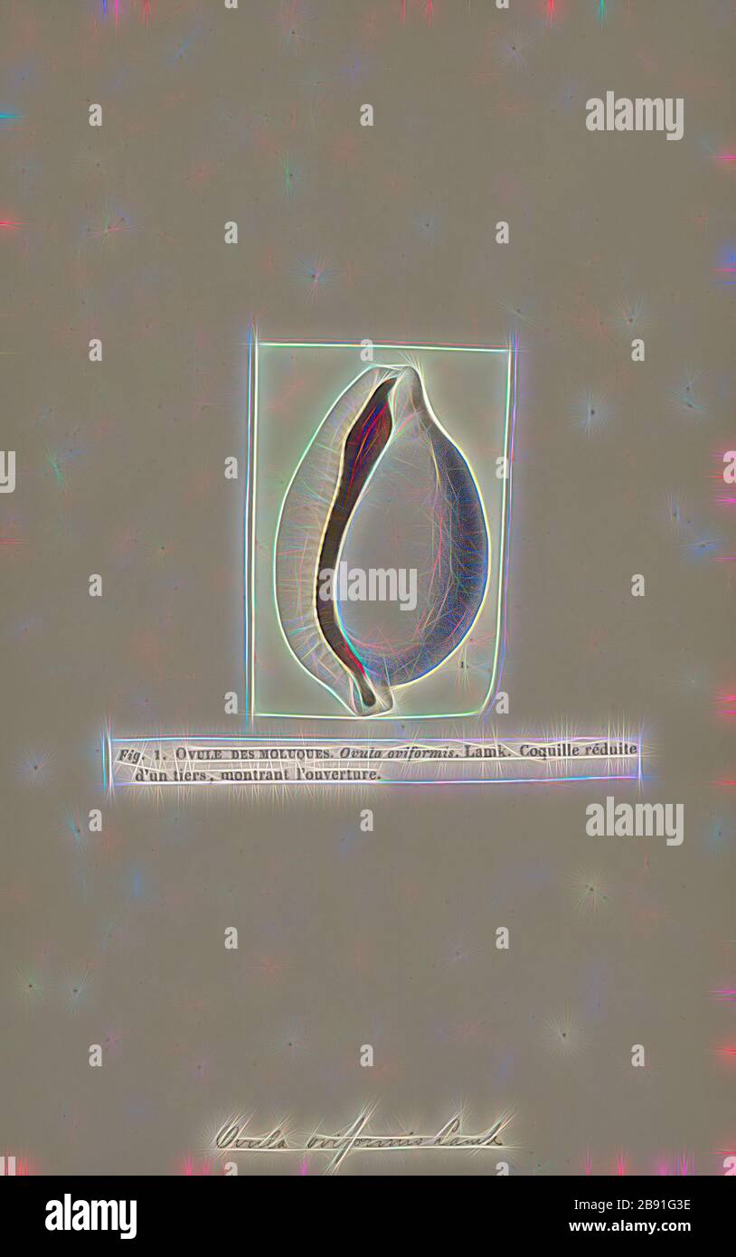 Ovula oviformis, Print, Ovula is a genus of sea snails, marine ...