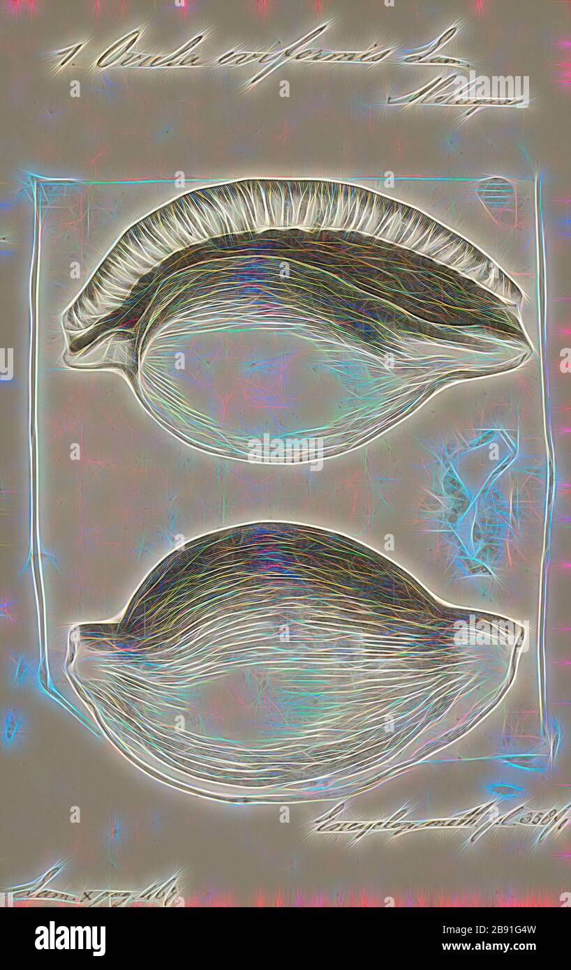 Ovula oviformis, Print, Ovula is a genus of sea snails, marine ...