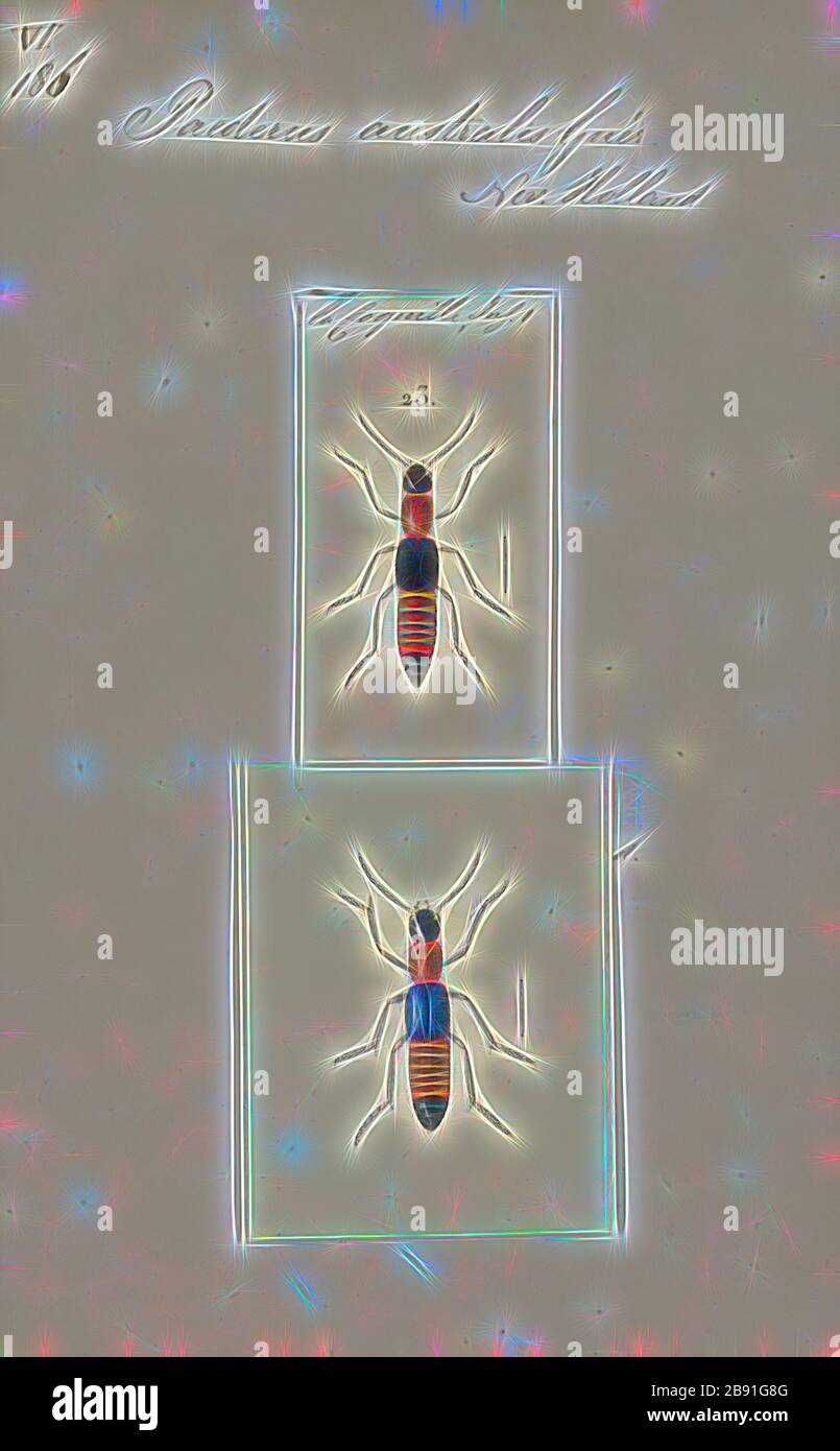 Paederus, Print, Paederus is a genus of small beetles of the family ...