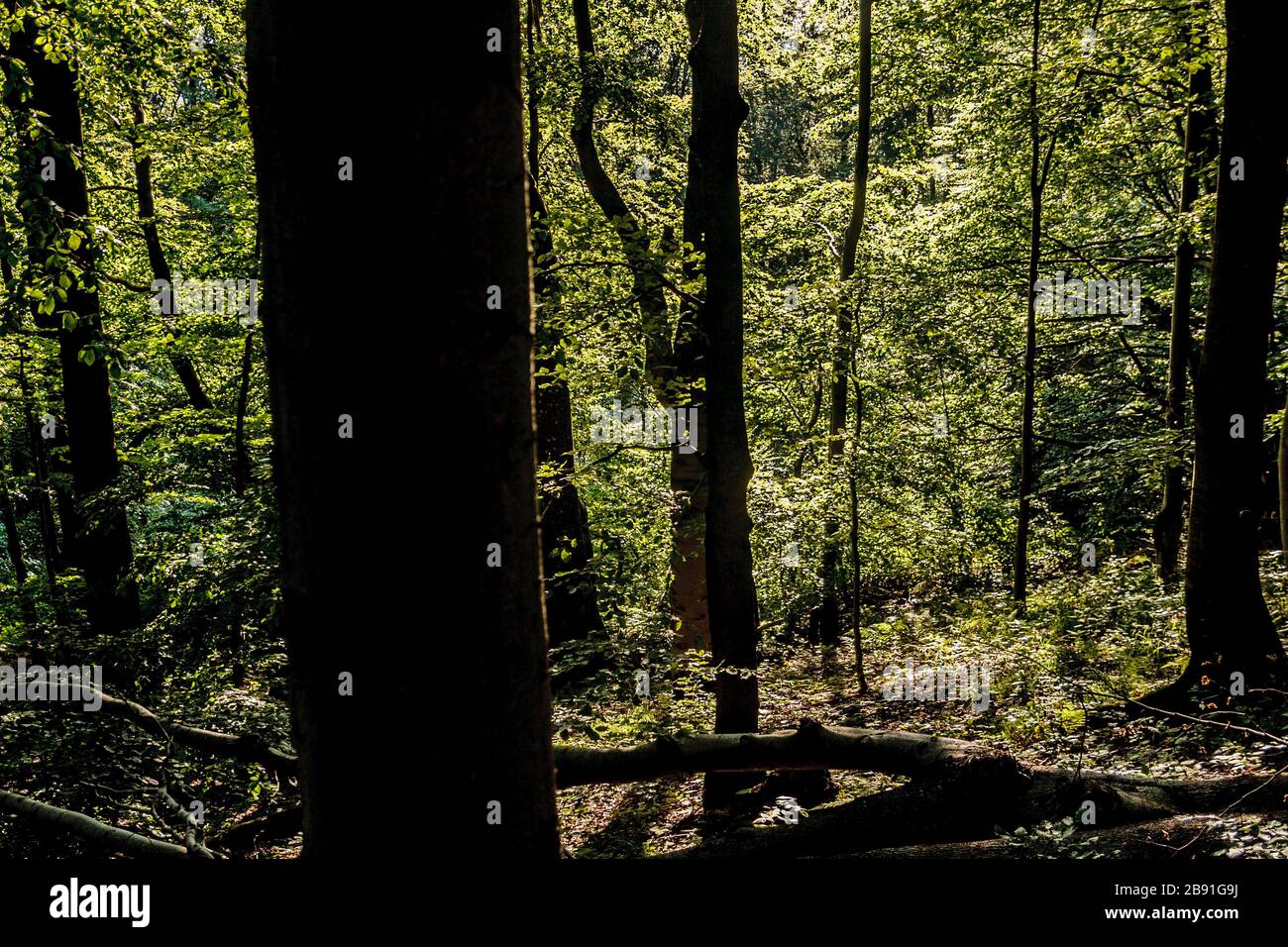 Forest - Smerek in the Bieszczady Mountains in Poland Stock Photo - Alamy