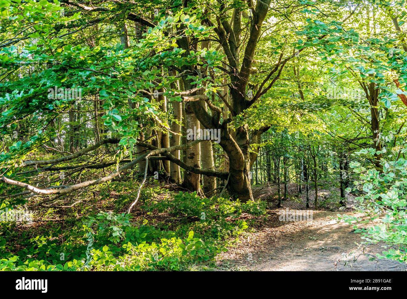 Forest - Smerek in the Bieszczady Mountains in Poland Stock Photo - Alamy