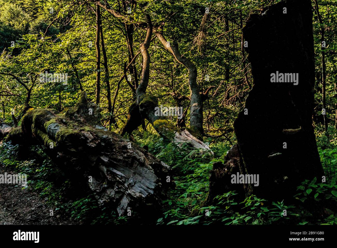 Forest - Smerek in the Bieszczady Mountains in Poland Stock Photo - Alamy