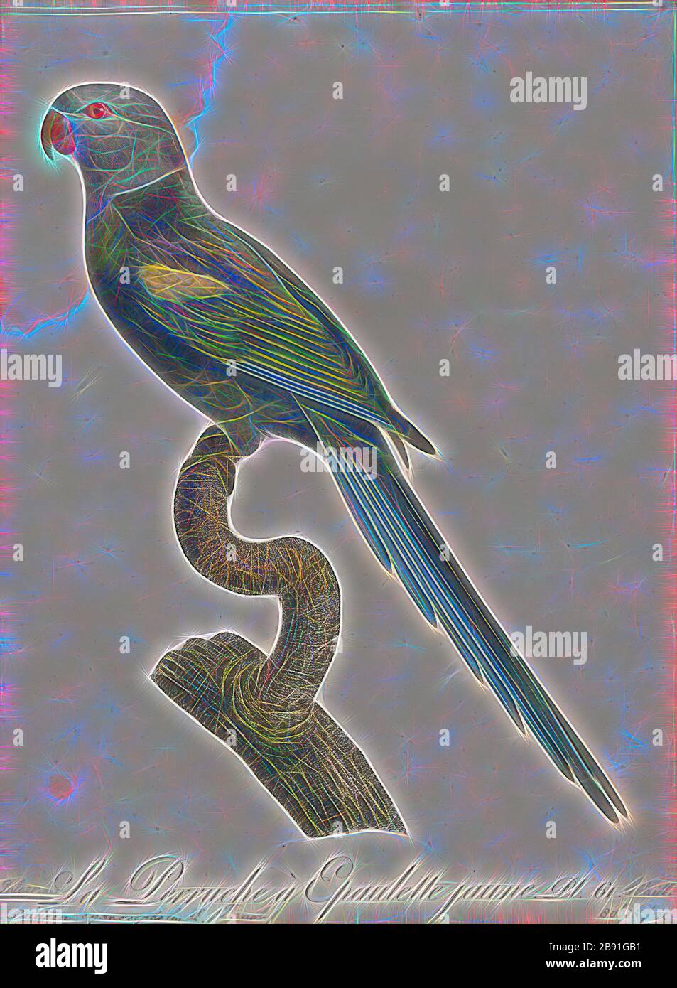 Afro asian parakeet species hi-res stock photography and images - Alamy