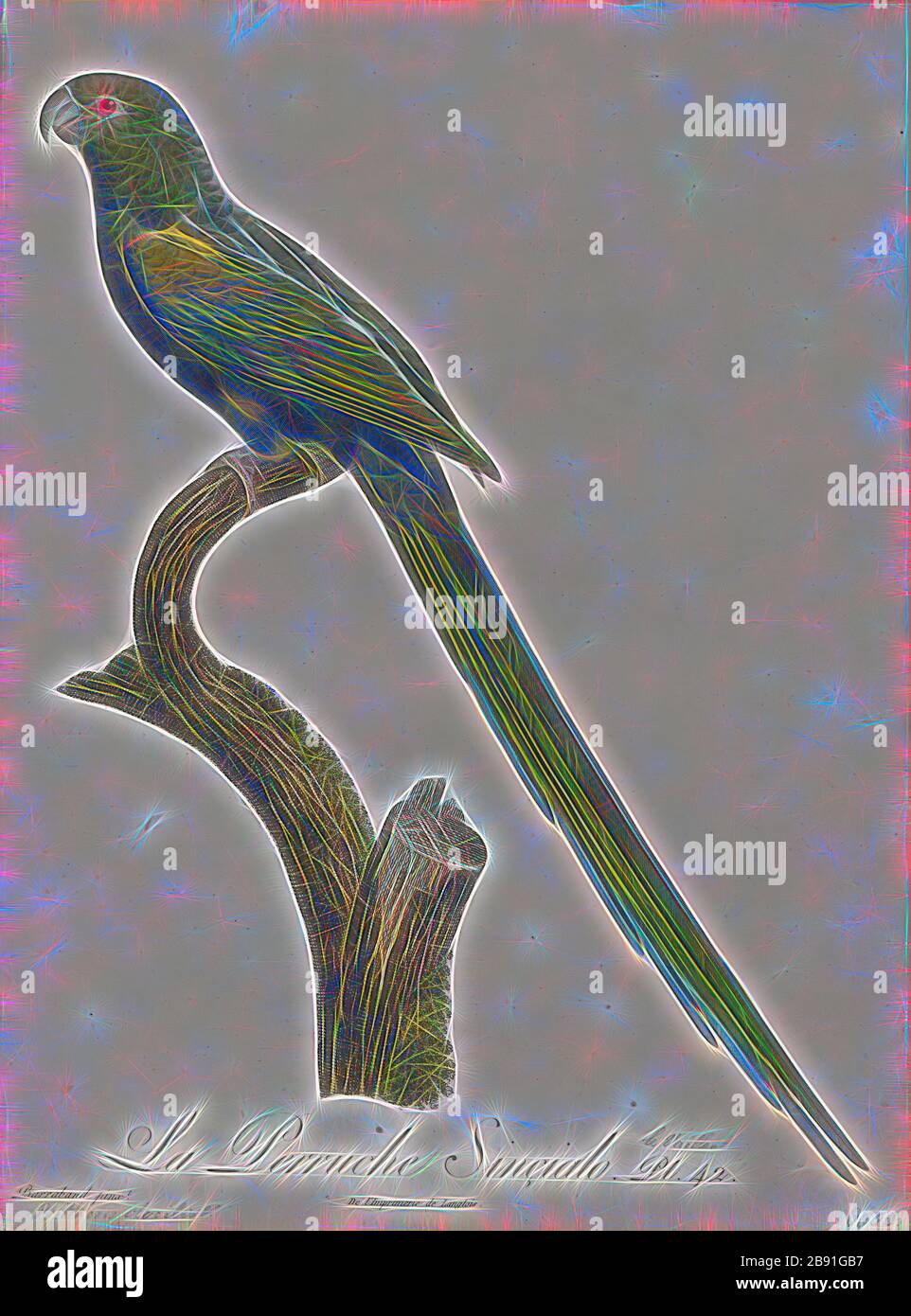 Afro asian parakeet species hi-res stock photography and images - Alamy