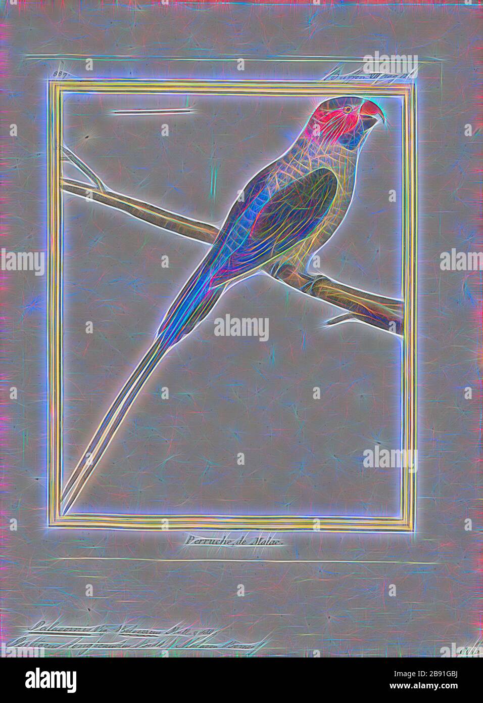 Afro asian parakeet species hi-res stock photography and images - Alamy