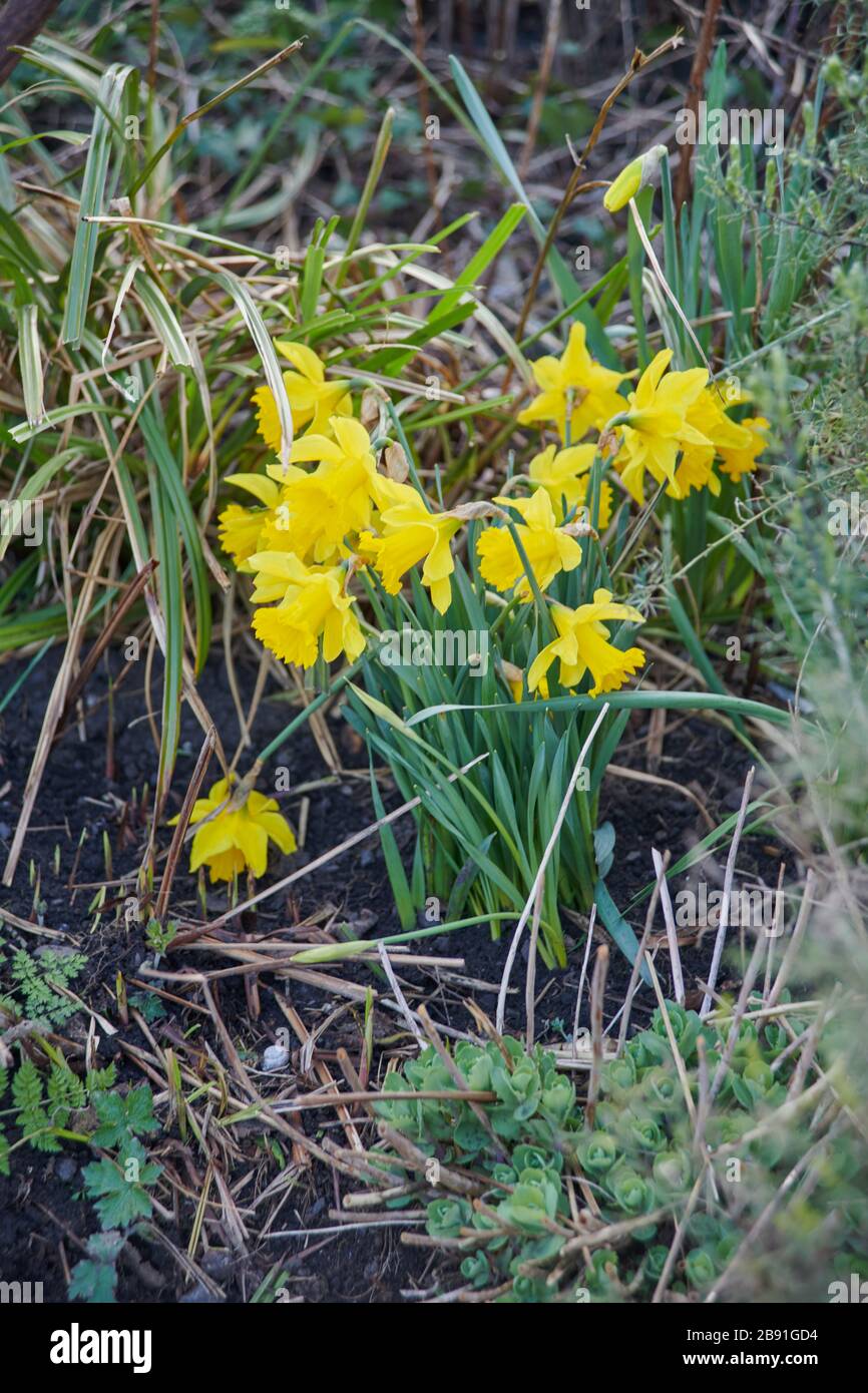 Daffodil (Narcissus psudonarcissus) flowering in a spring meadow Stock ...