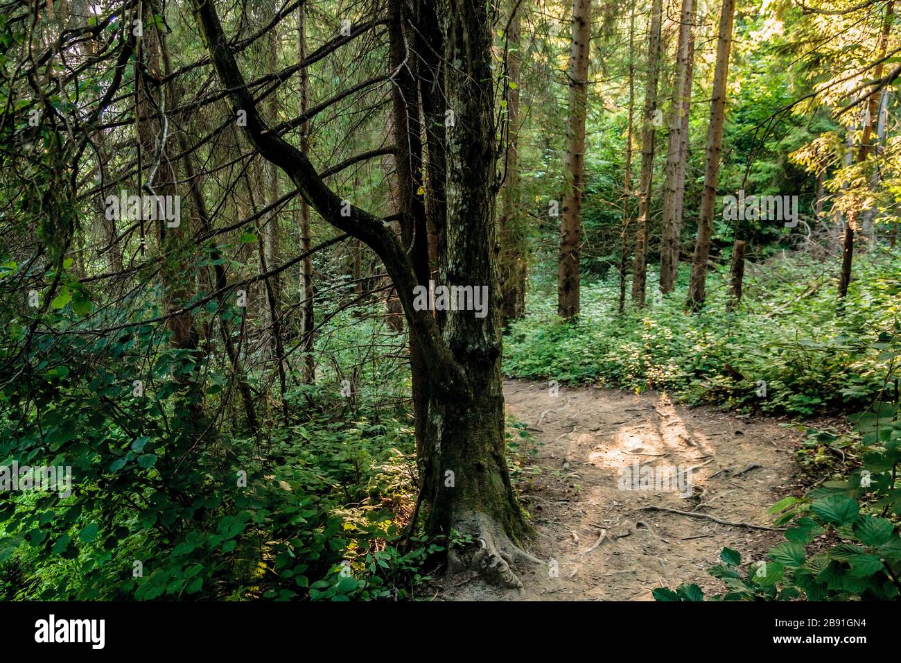 Forest - Smerek in the Bieszczady Mountains in Poland Stock Photo - Alamy