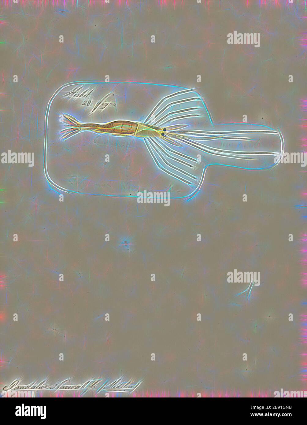 Narwal shrimp hi-res stock photography and images - Alamy