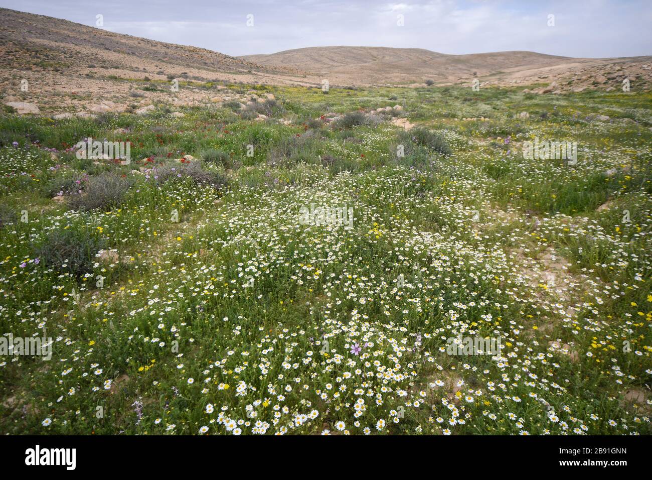 After a rare rainy season in the Negev Desert, Israel, an abundance of ...