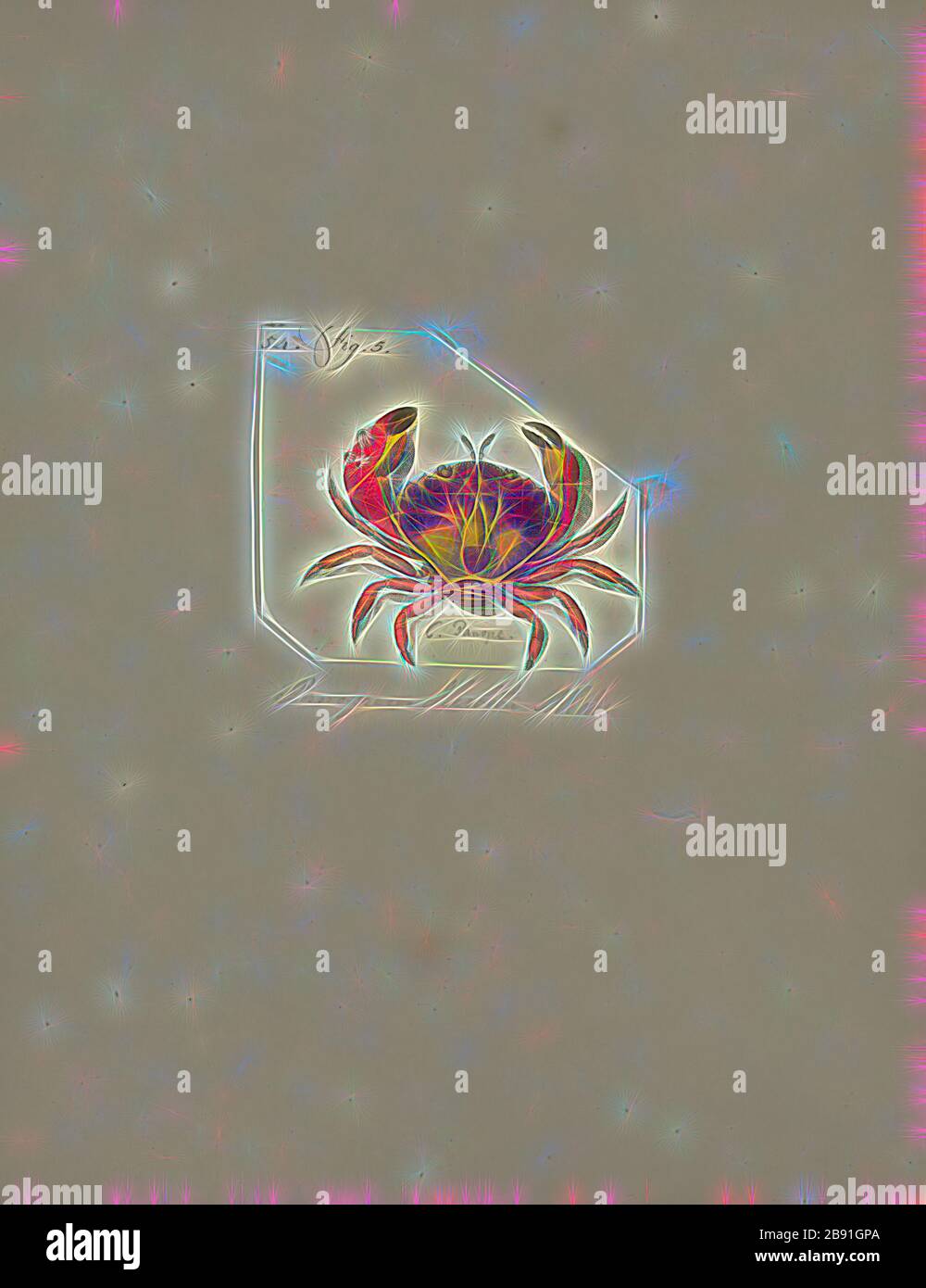 Panopeus herbstii, Print, Panopeus herbstii (the black-fingered mud ...