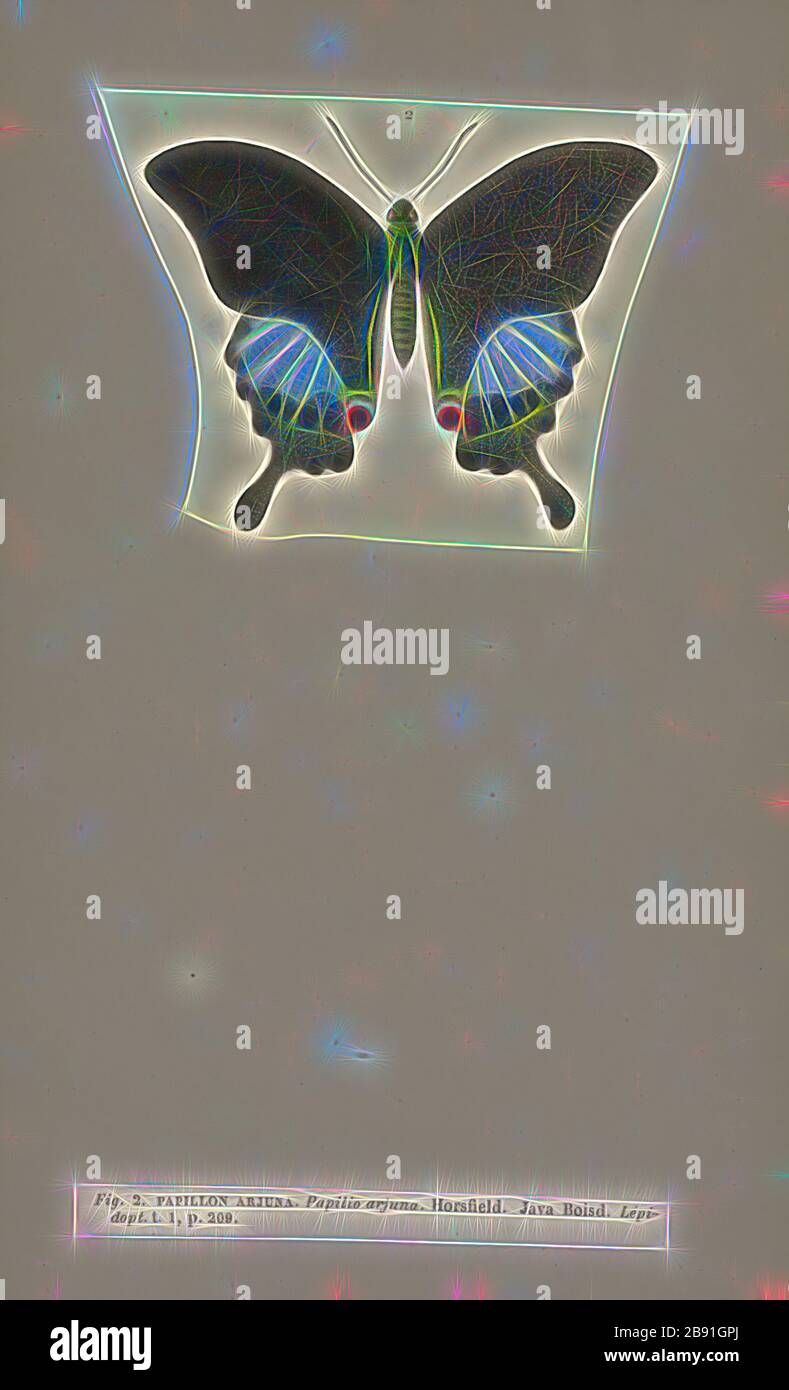 Papilio arjuna, Print, Papilio is a genus in the swallowtail butterfly ...