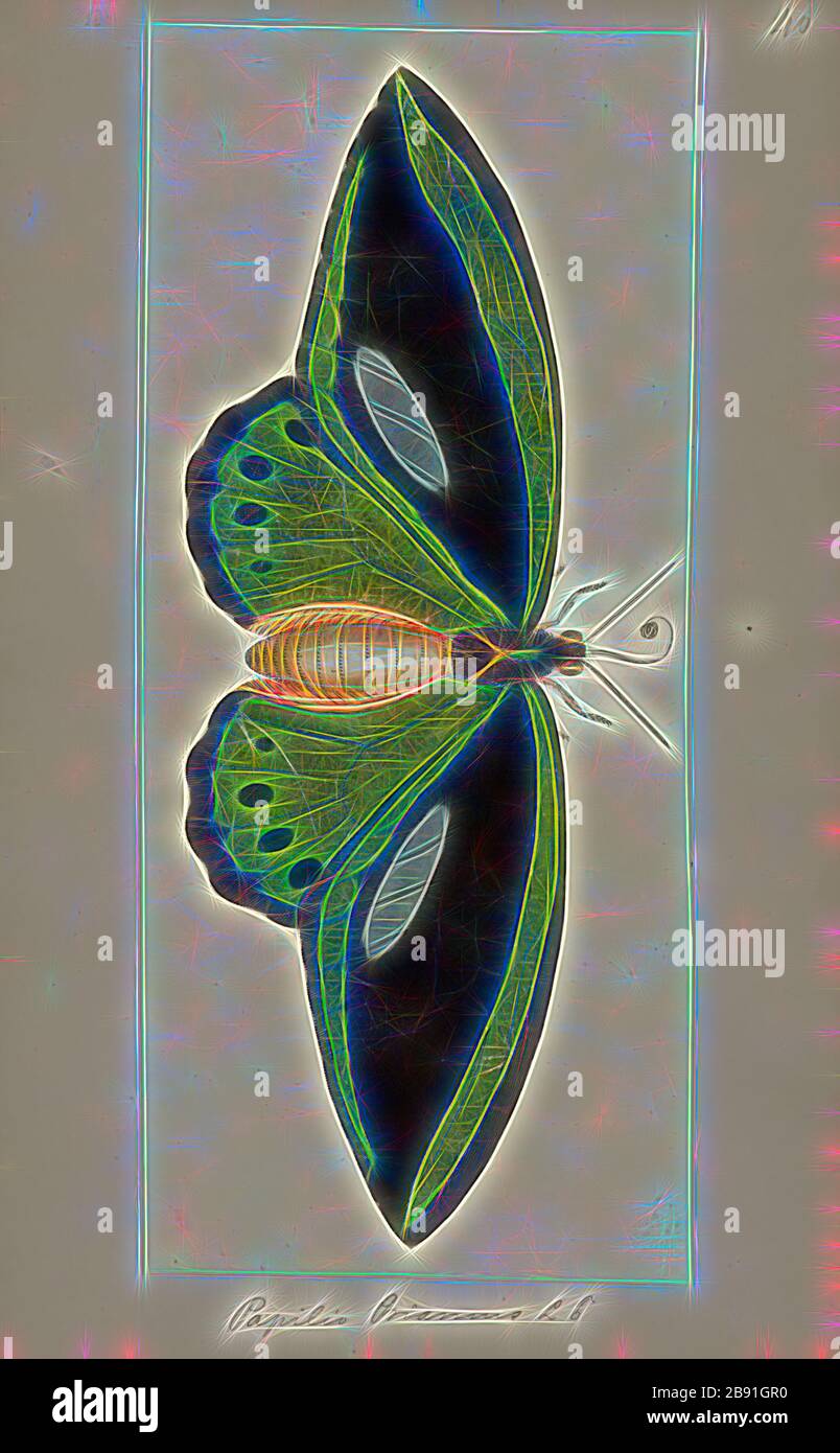 Papilio priamus, Print, Papilio is a genus in the swallowtail butterfly ...