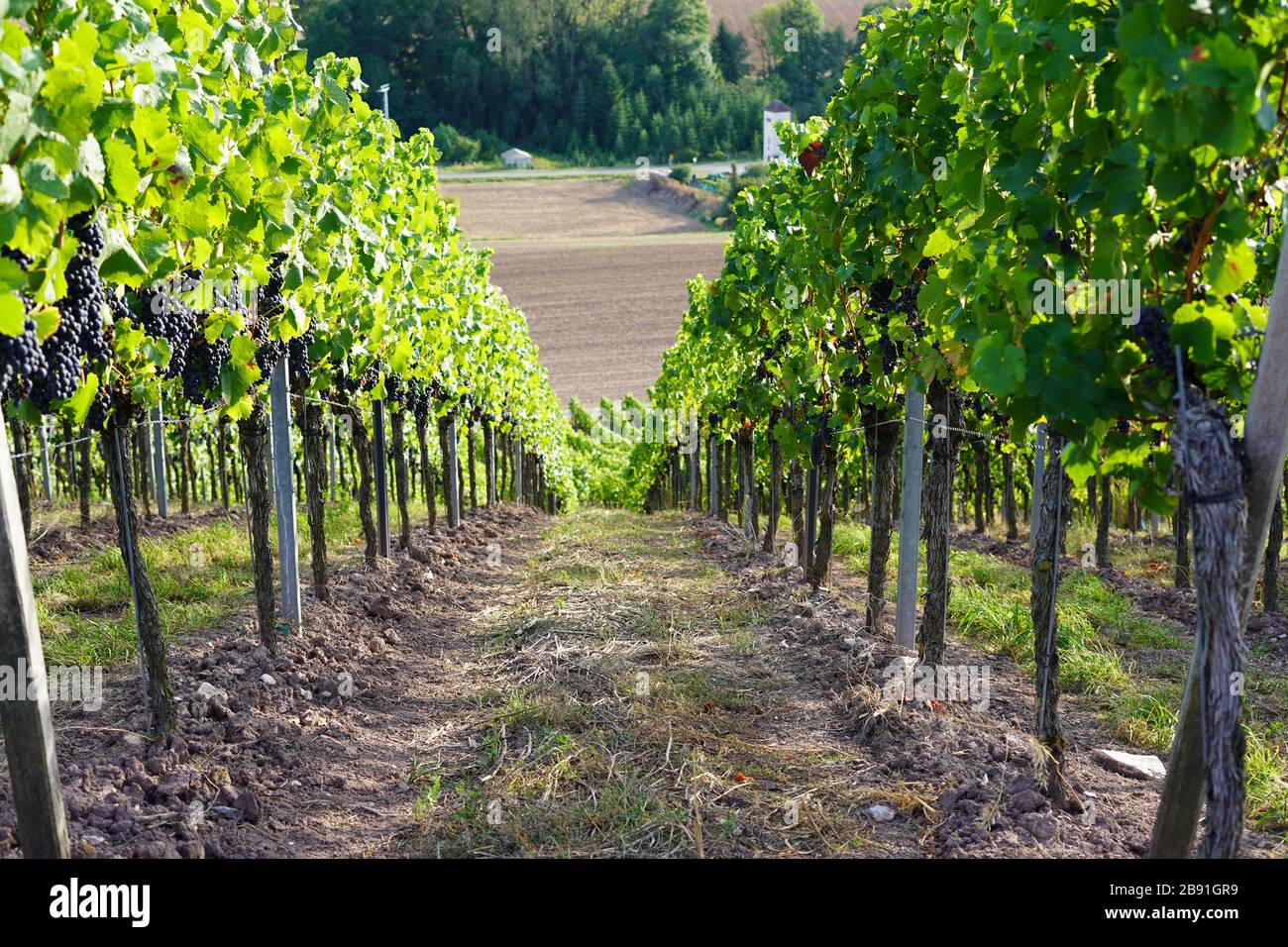 Schöner weinberg hi-res stock photography and images - Alamy