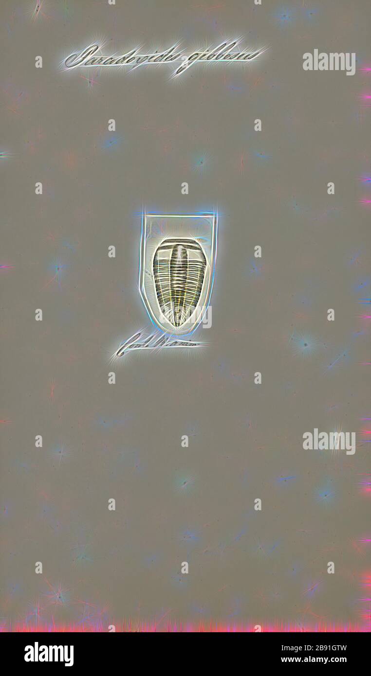 Paradoxides gibbosus, Print, Paradoxides is a genus of large to very ...