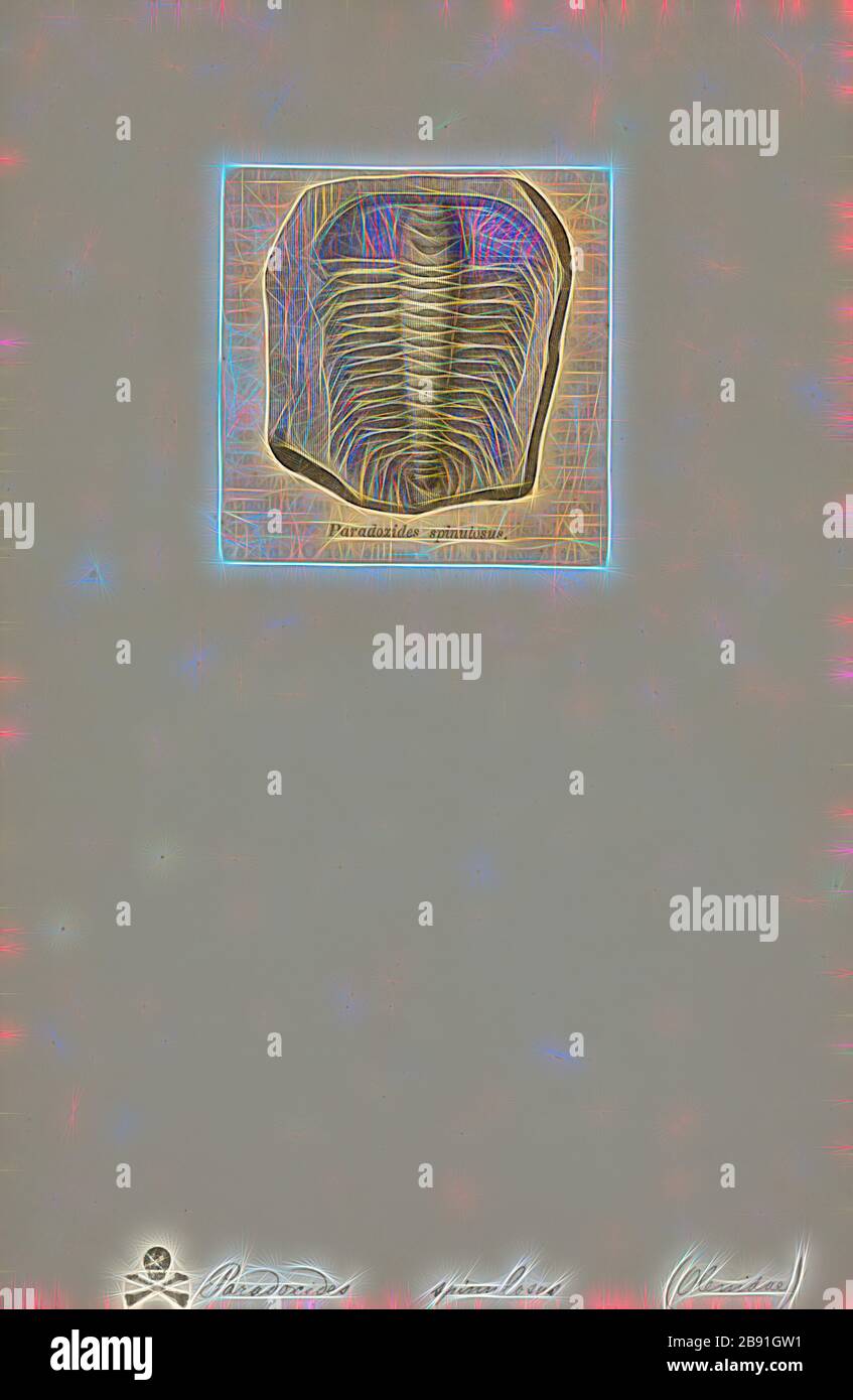 Paradoxides spinulosus, Print, Paradoxides is a genus of large to very ...