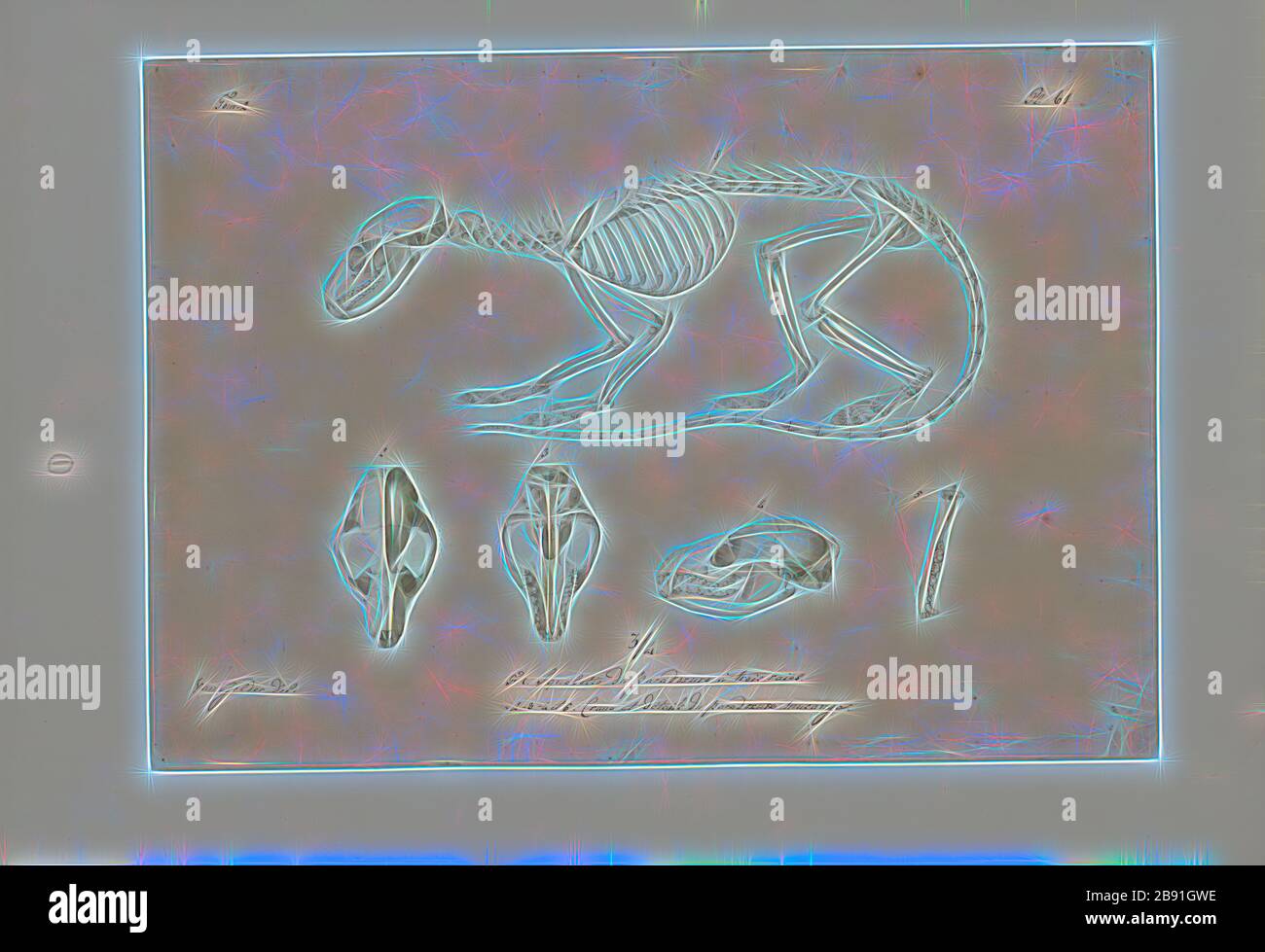 Paradoxurus trivirgatus, Print, Paradoxurus is a genus within the ...