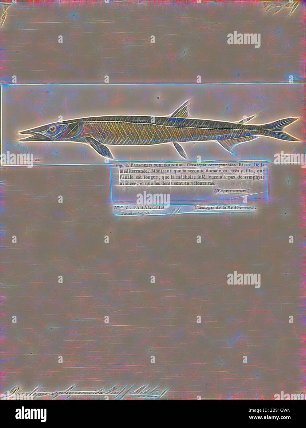 Paralepis sphyraenoides, Print, Paralepis is a genus of barracudinas ...