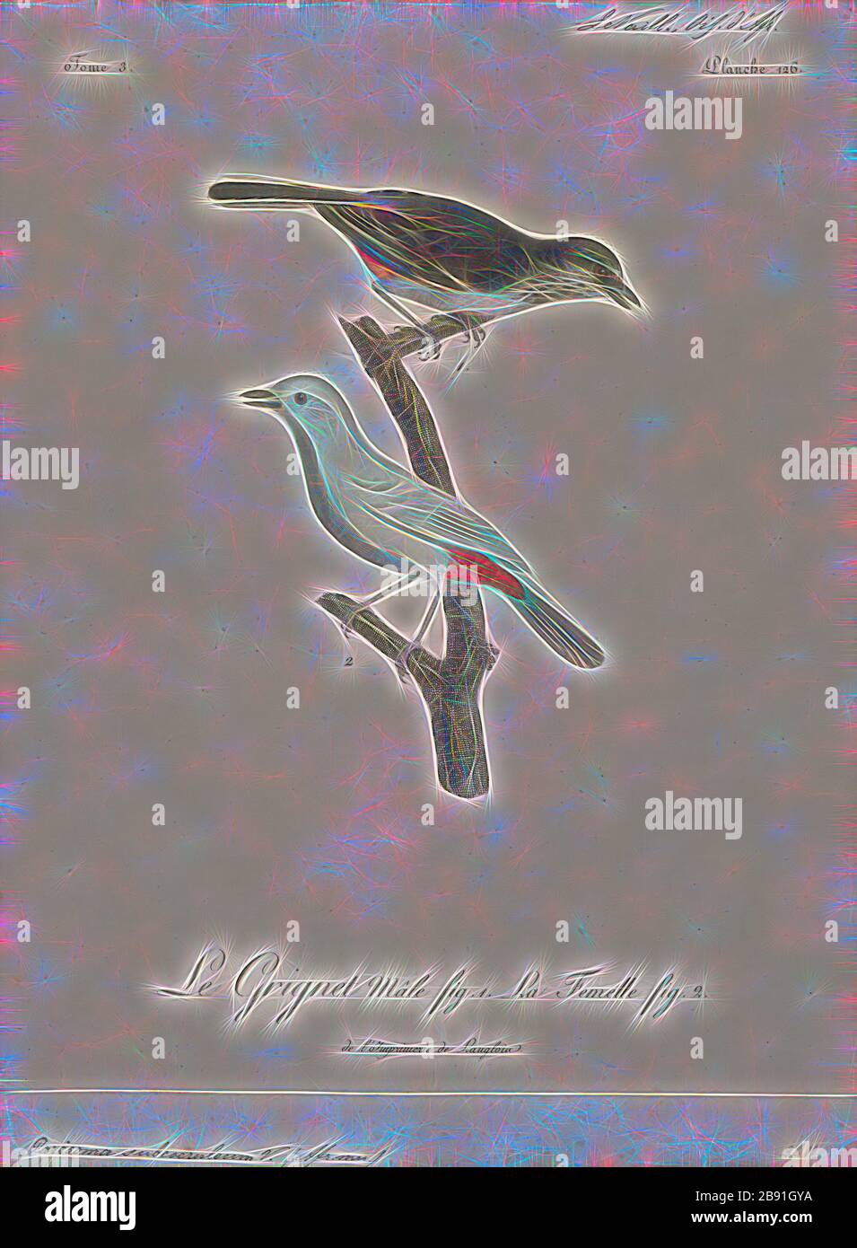 Parisoma subcaeruleum, Print, The chestnut-vented warbler, chestnut ...