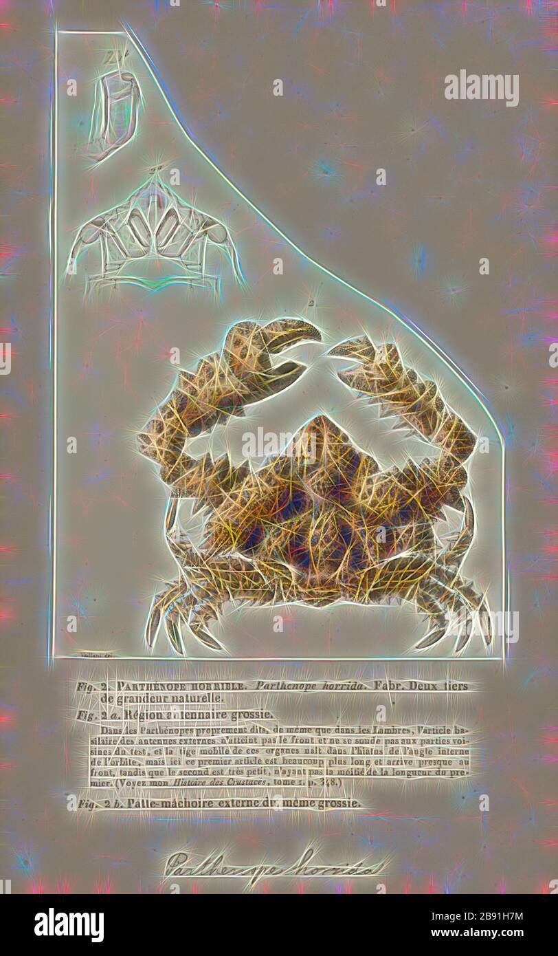 Parthenope horrida, Print, Parthenope (crab), a genus of crabs in the ...