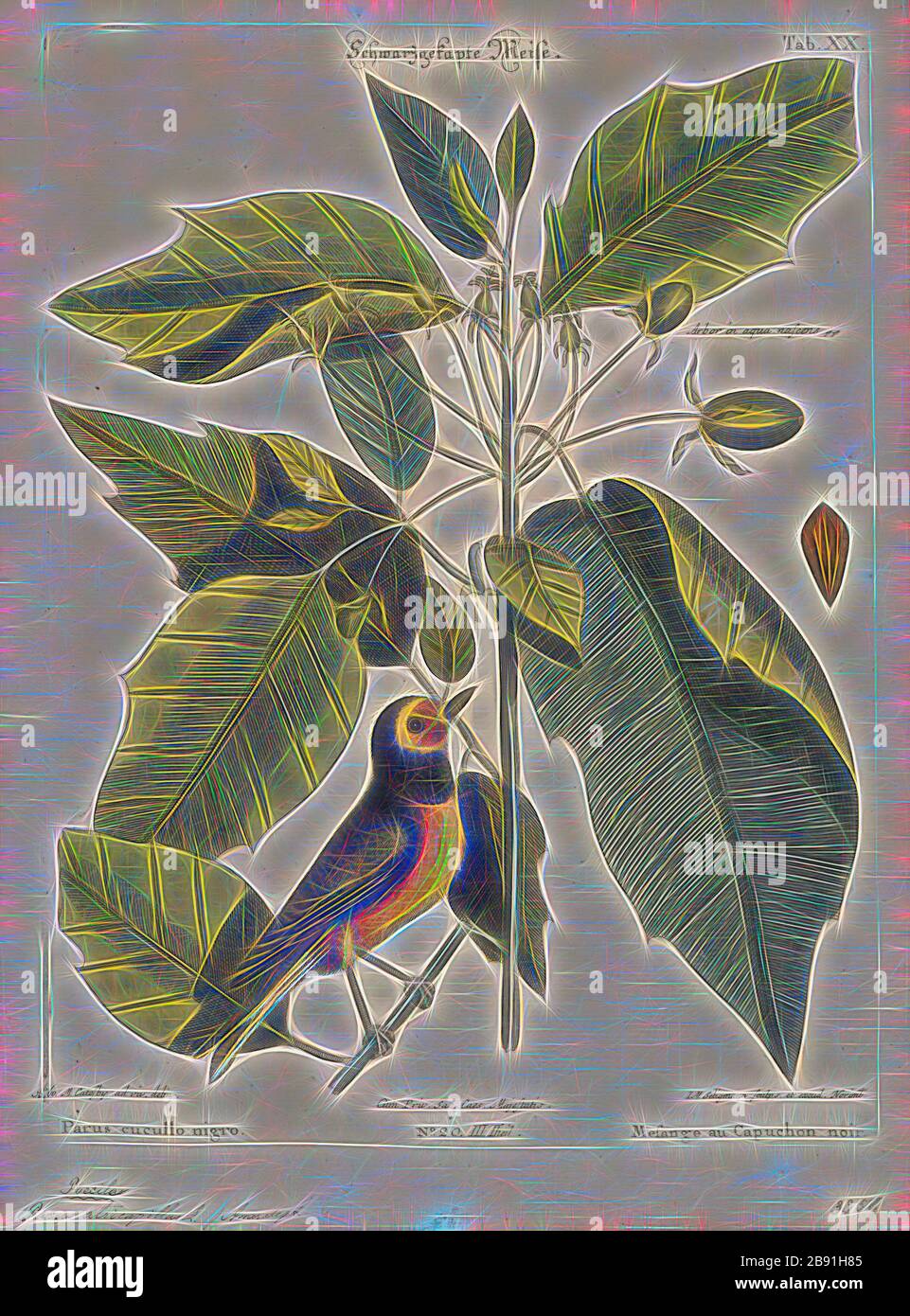 Parus atricapillus, Print, The black-capped chickadee (Poecile ...