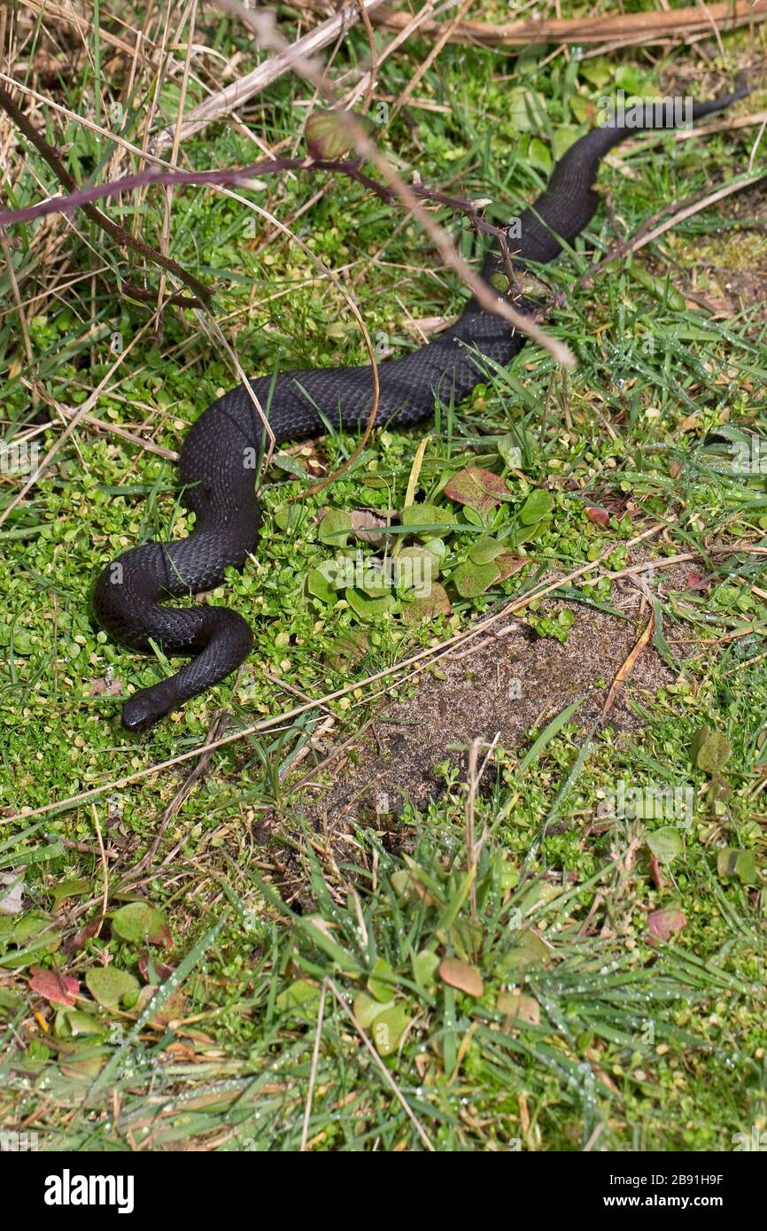 Vipera berus black melanistic snake hi-res stock photography and images ...