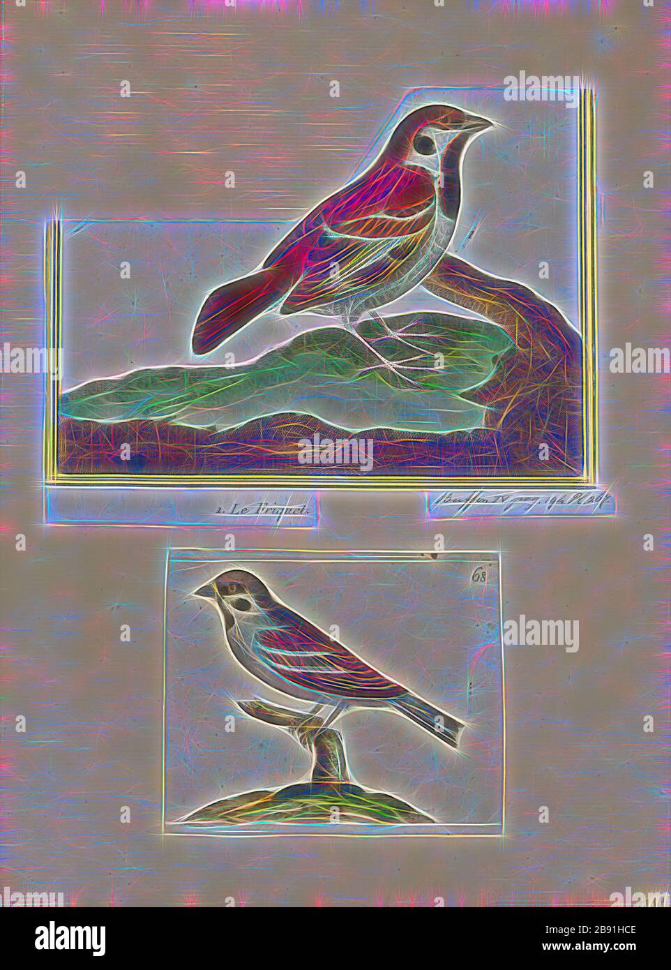 Passer montanus, Print, The Eurasian tree sparrow (Passer montanus) is ...