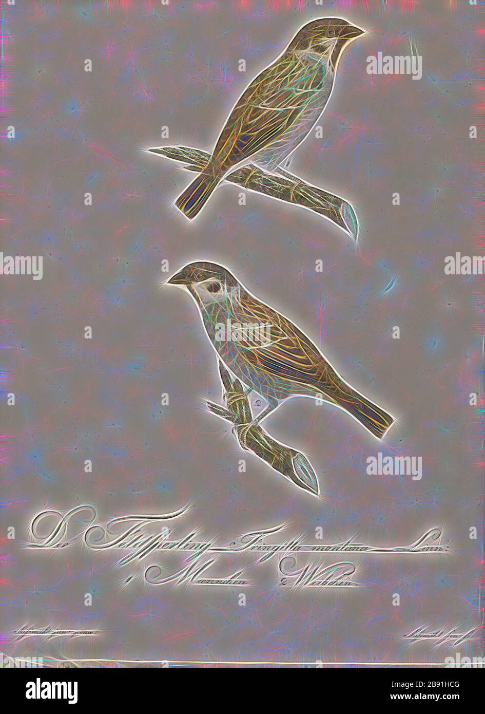 Passer montanus, Print, The Eurasian tree sparrow (Passer montanus) is ...