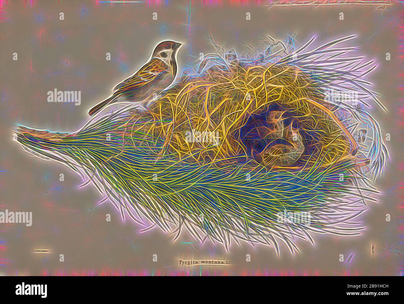 Passer montanus, Print, The Eurasian tree sparrow (Passer montanus) is ...