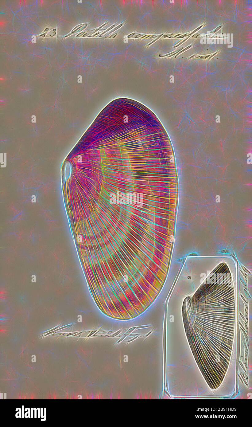 Patella compressa, Print, Cymbula compressa is a species of sea snail ...