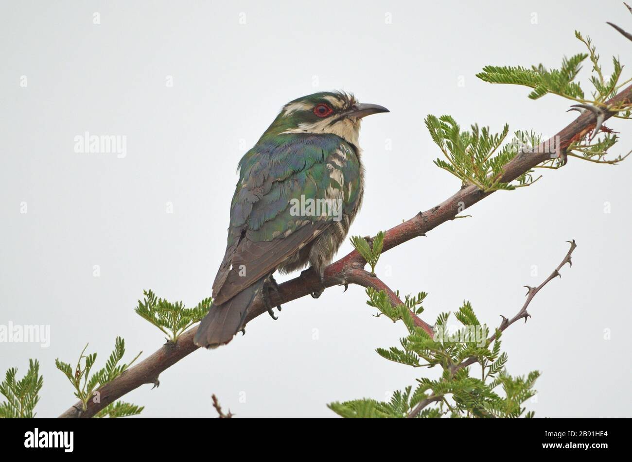Diederik cuckoo hi-res stock photography and images - Alamy