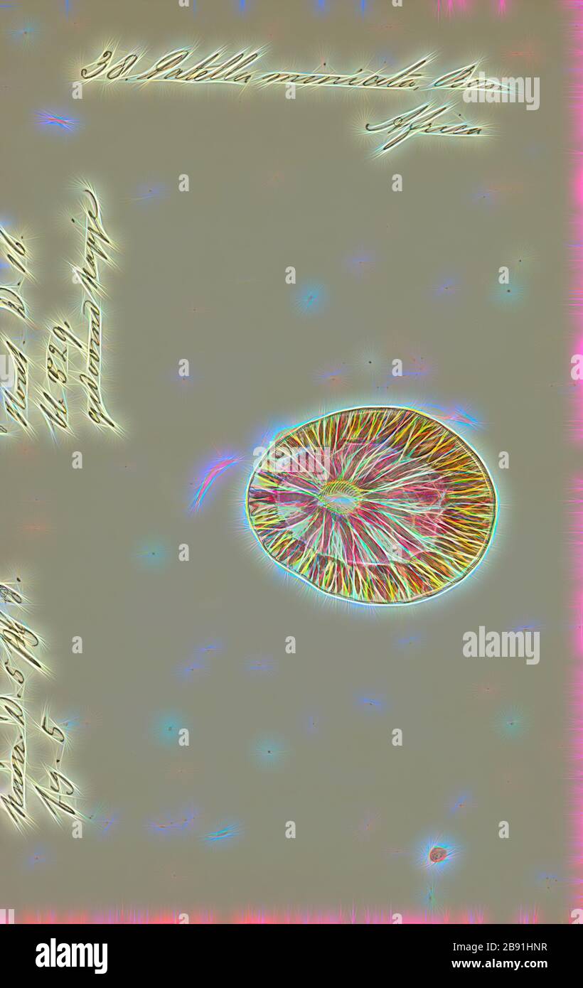 Patella miniata, Print, Cymbula miniata is a species of sea snail, a ...