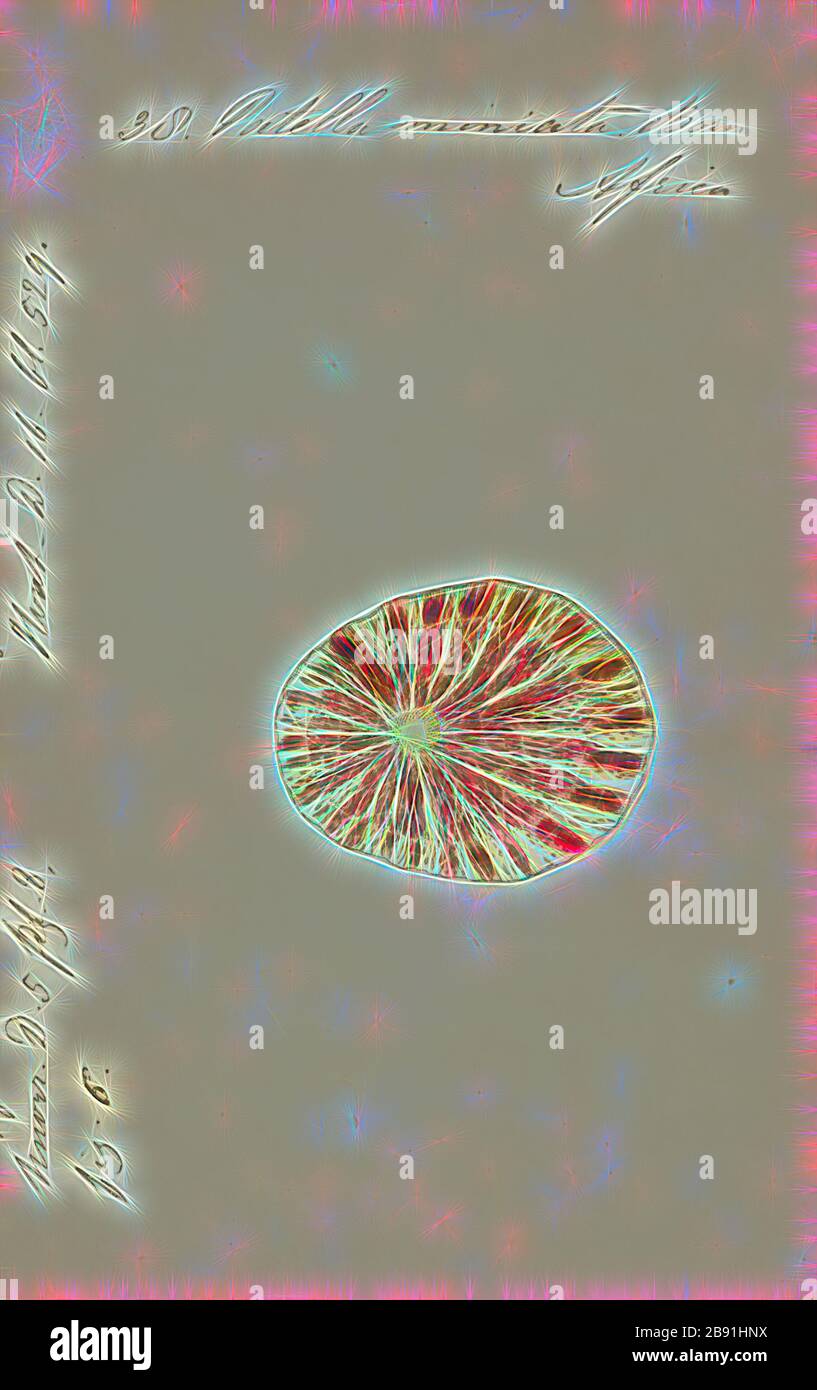 Patella miniata, Print, Cymbula miniata is a species of sea snail, a ...