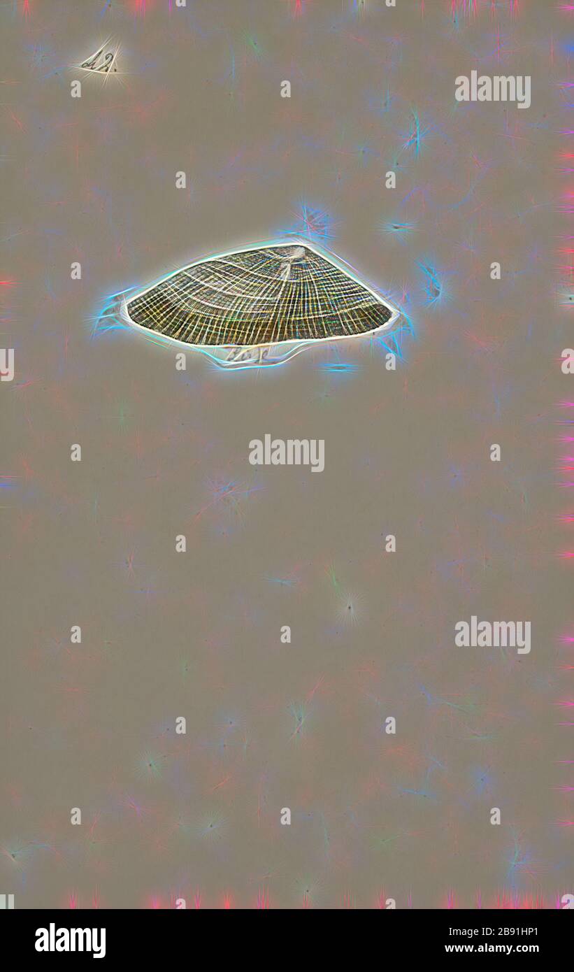 Patella pellucida, Print, Patella pellucida, common name the blue-rayed ...