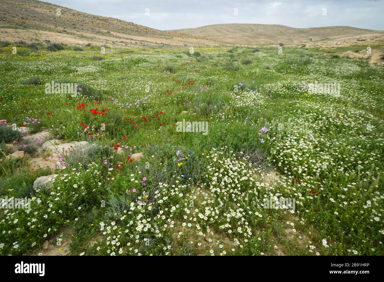 After a rare rainy season in the Negev Desert, Israel, an abundance of ...