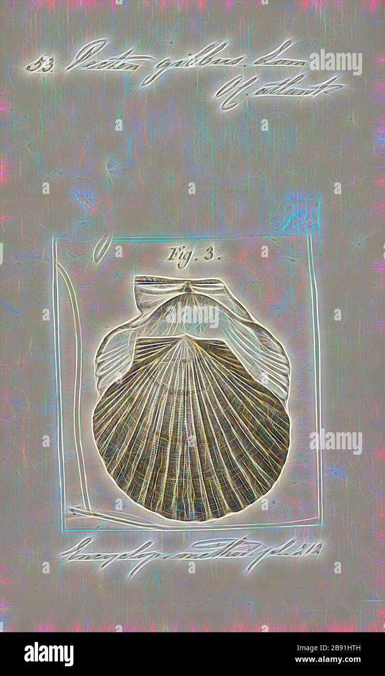 Pecten gibbus, Print, Reimagined by Gibon, design of warm cheerful ...