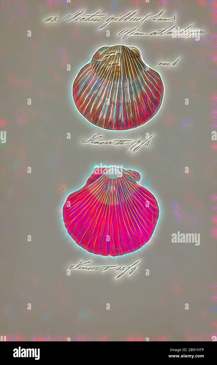 Pecten gibbus, Print, Reimagined by Gibon, design of warm cheerful ...