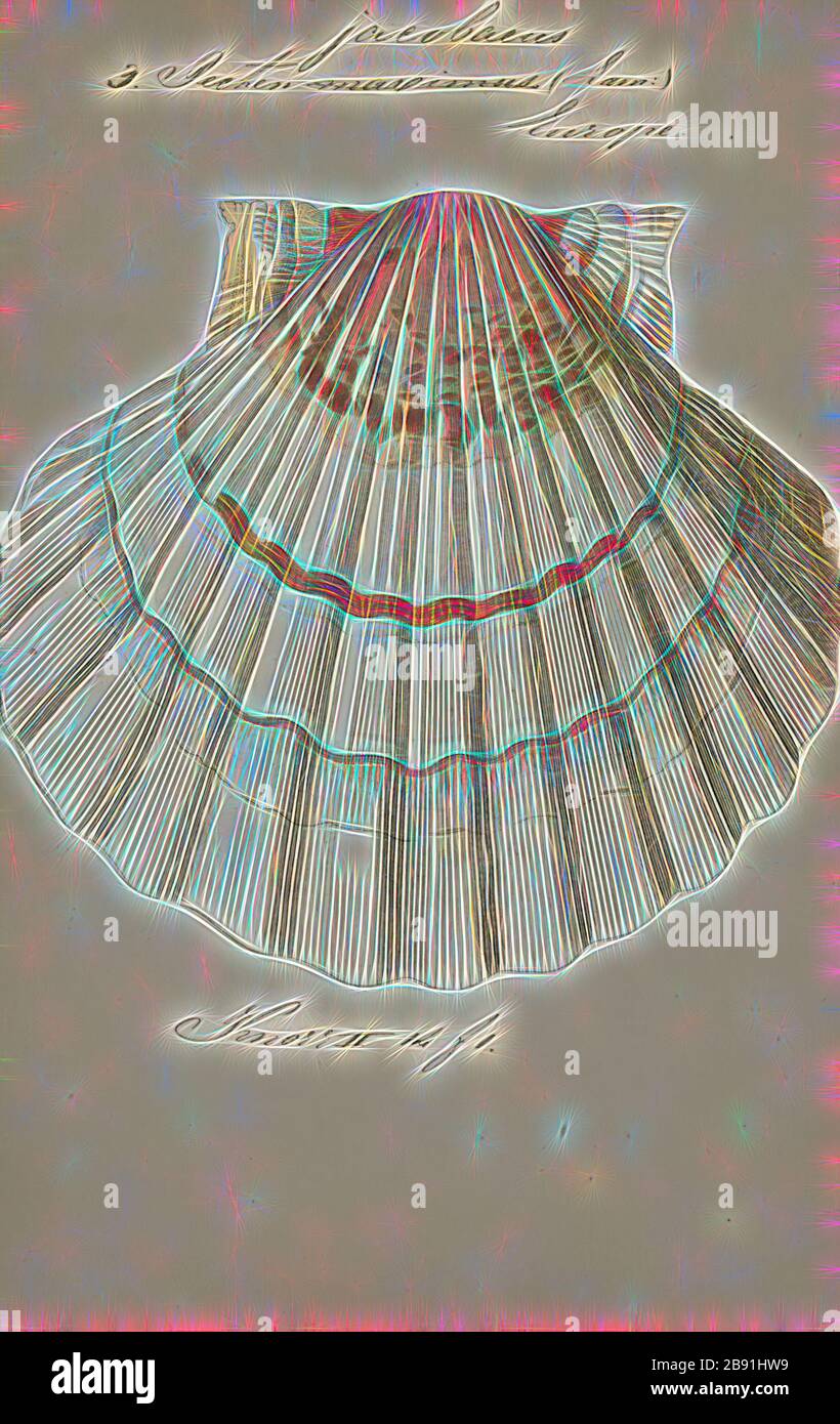 Pecten jacobaeus, Print, Pecten jacobaeus, the Mediterranean scallop ...