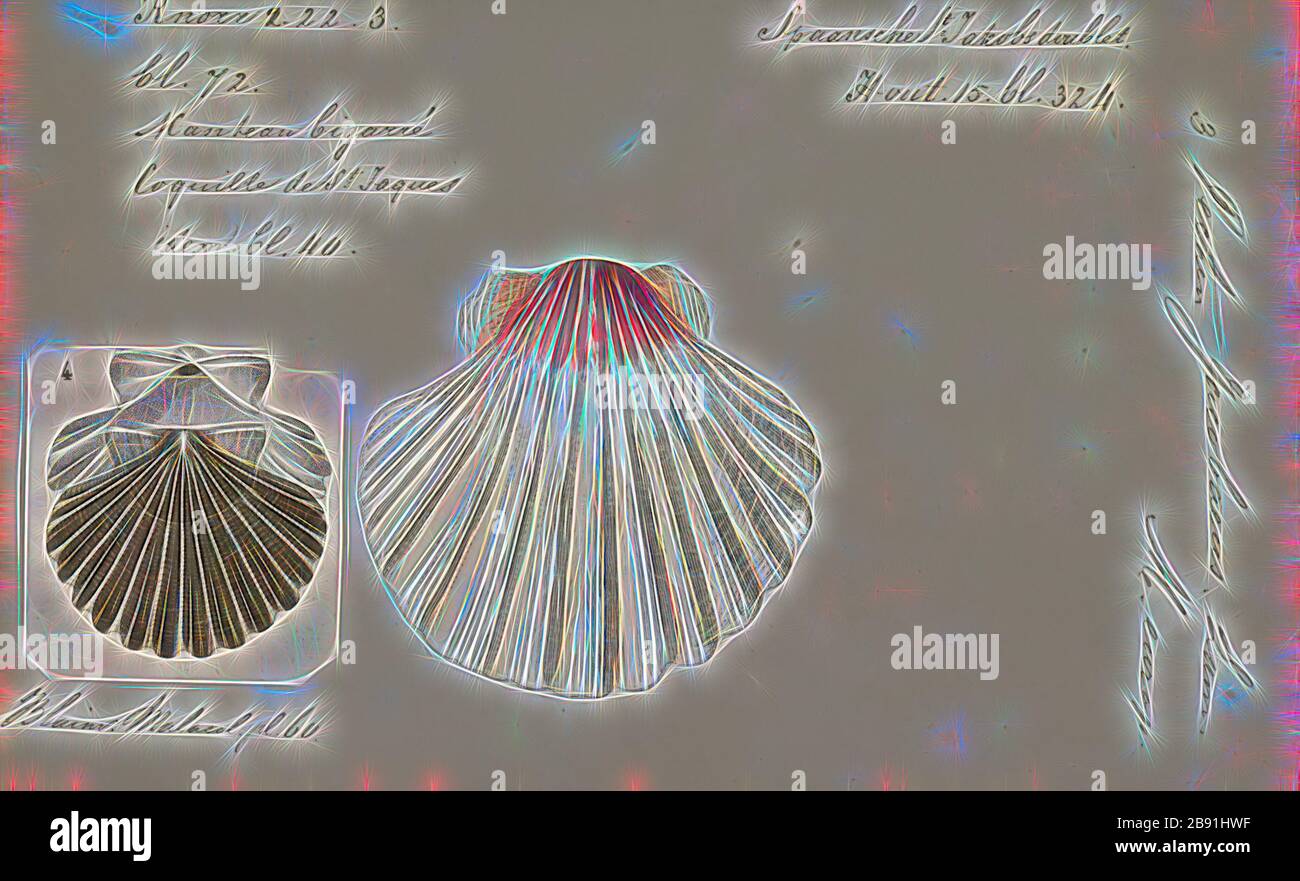 Pecten jacobaeus, Print, Pecten jacobaeus, the Mediterranean scallop ...