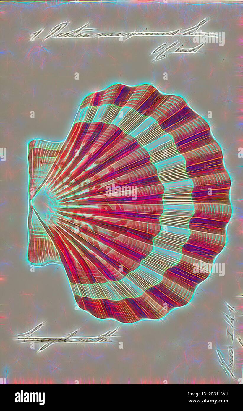 Pecten maximus, Print, Pecten maximus, common names the great scallop ...