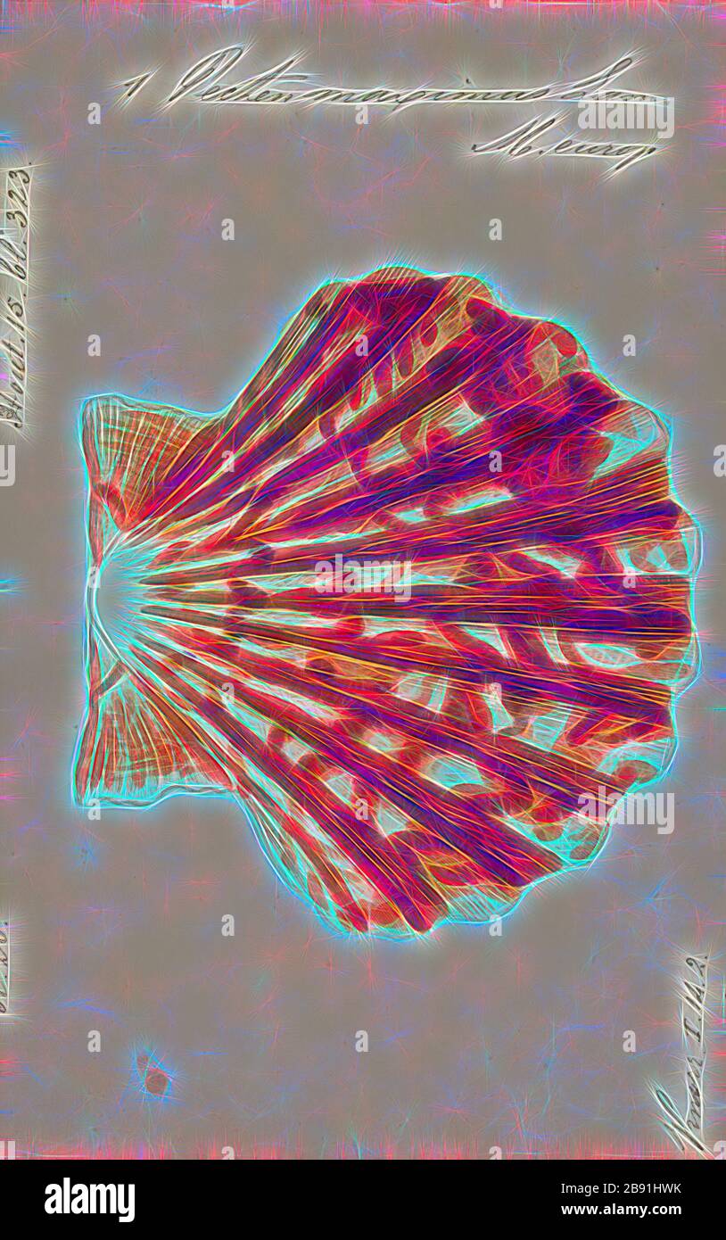 Pecten maximus, Print, Pecten maximus, common names the great scallop ...