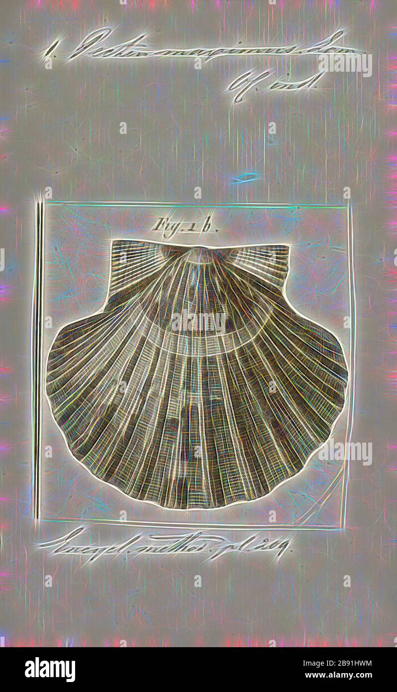 Pecten maximus, Print, Pecten maximus, common names the great scallop ...