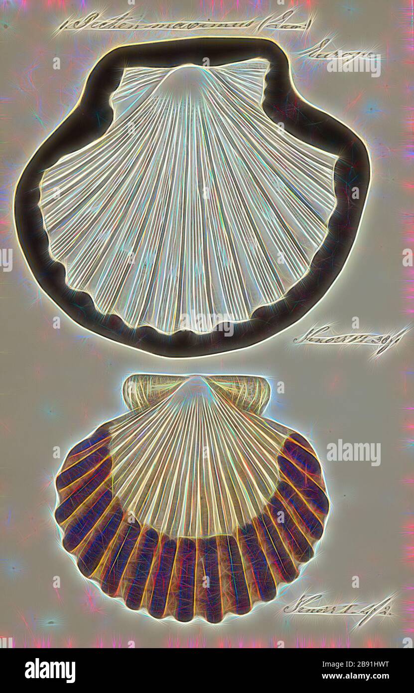 Pecten maximus, Print, Pecten maximus, common names the great scallop ...
