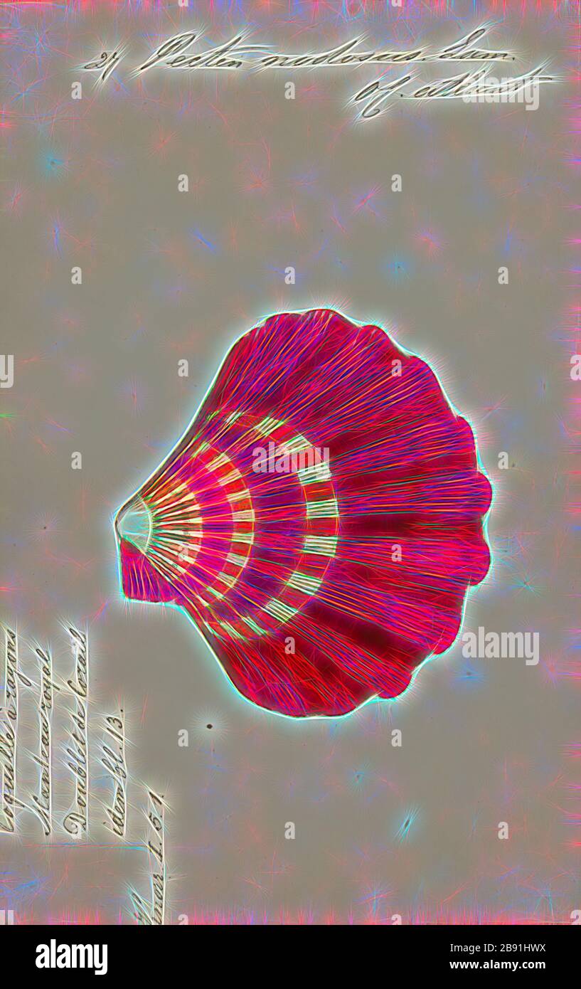 Pecten nodosus, Print, Reimagined by Gibon, design of warm cheerful ...