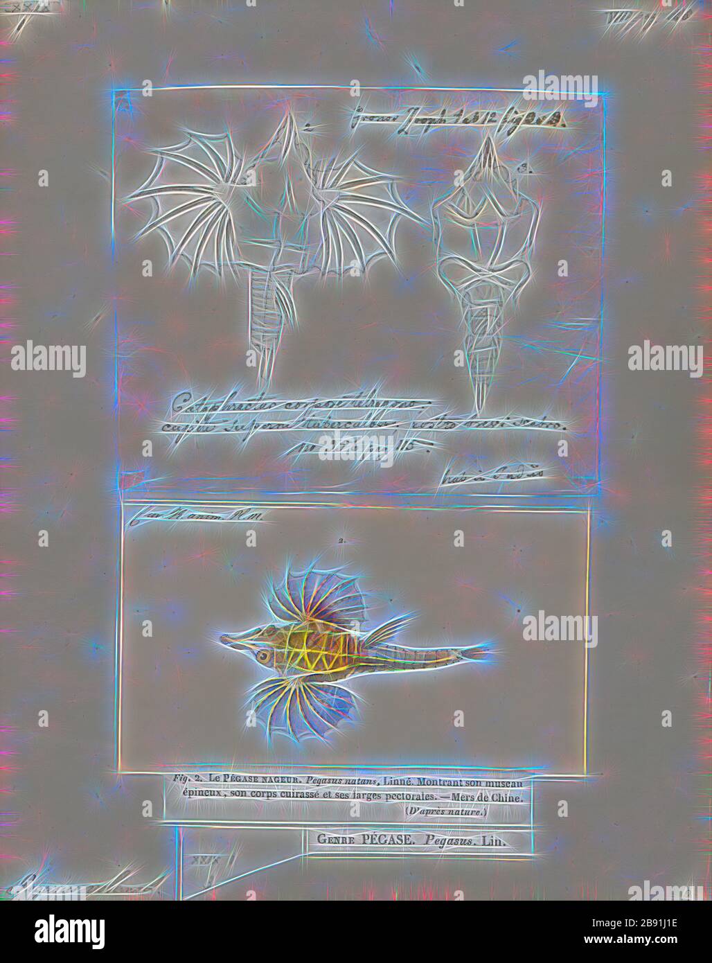 Pegasus volans, Print, The brick seamoth, Pegasus laternarius, also ...