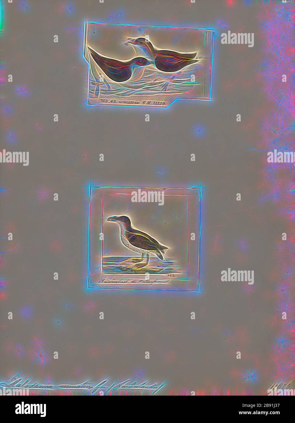 Pelecanoides urinatrix, Print, The common diving petrel (Pelecanoides ...